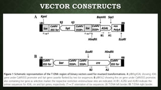 CRE/LOX Mediated Recombination System | PPTX