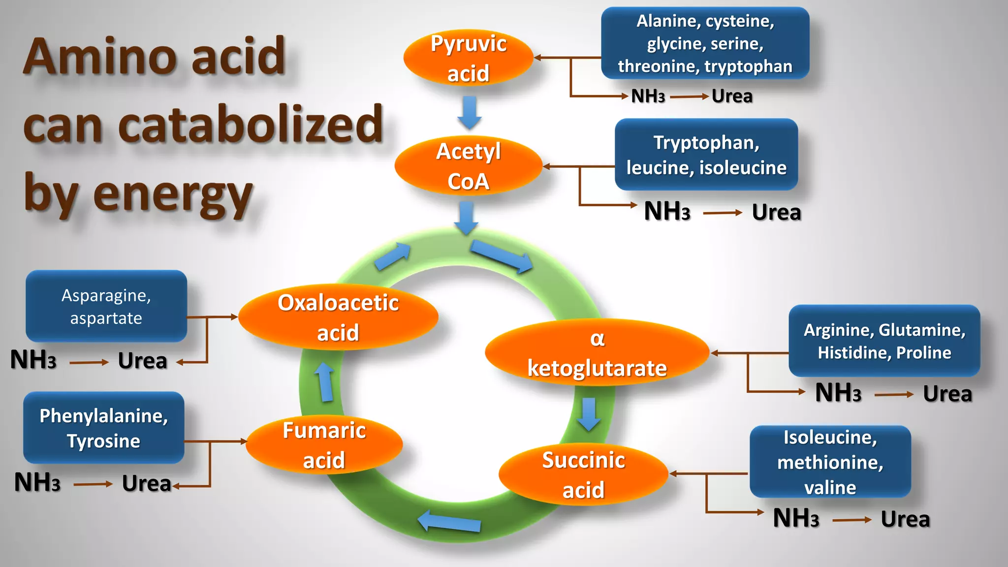 Amphibolic nature of kreb's cycle | PDF