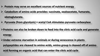 Amphibolic nature of kreb's cycle | PDF