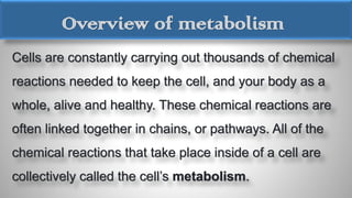 Amphibolic nature of kreb's cycle | PDF