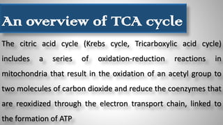 Amphibolic nature of kreb's cycle | PDF