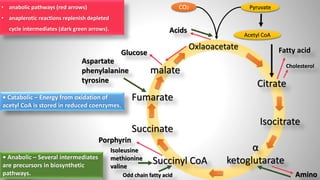Amphibolic nature of kreb's cycle | PDF