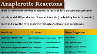 Amphibolic nature of kreb's cycle | PDF