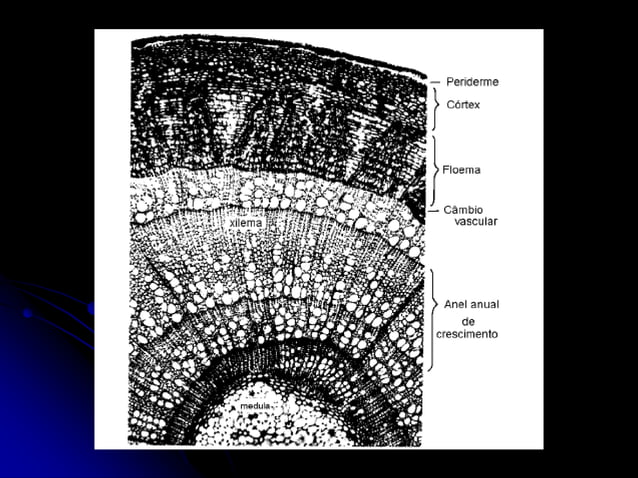 Anatomia Vegetal Aula Crescimento Secundario.ppt