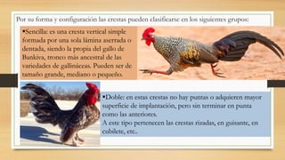 Cresta del gallo | PPTX