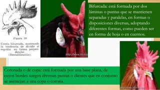 Cresta del gallo | PPTX