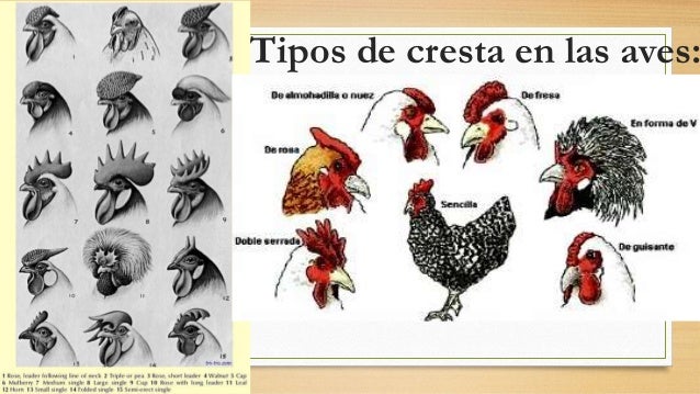 Cresta del gallo
