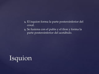 Cresta iliaca | PPTX
