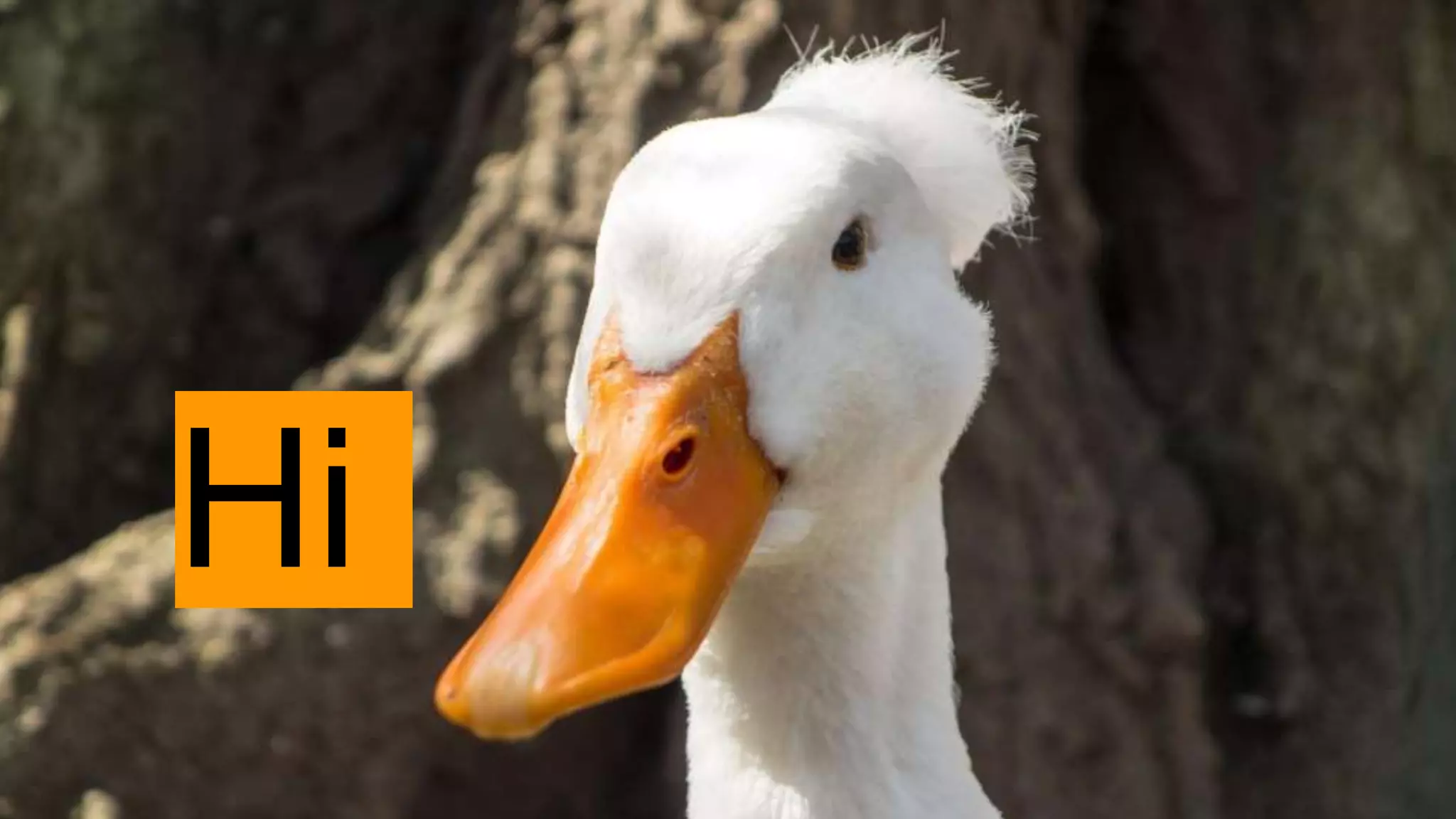 Crested Ducks | PPTX