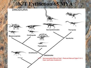 K/T Extinction | PPT