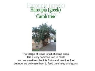 Cretan trees and leaves | PPTX