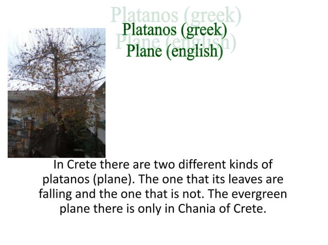 Cretan trees and leaves | PPTX