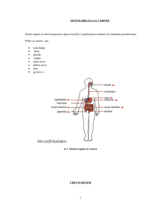 Crevni sistem coveka | PDF