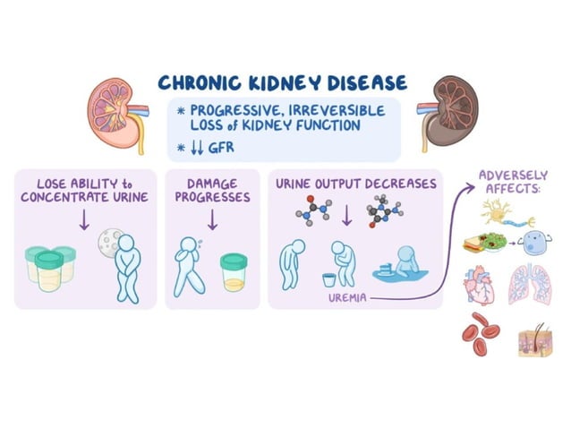 Kidney damage refers to pathologic abnormalities | PPT