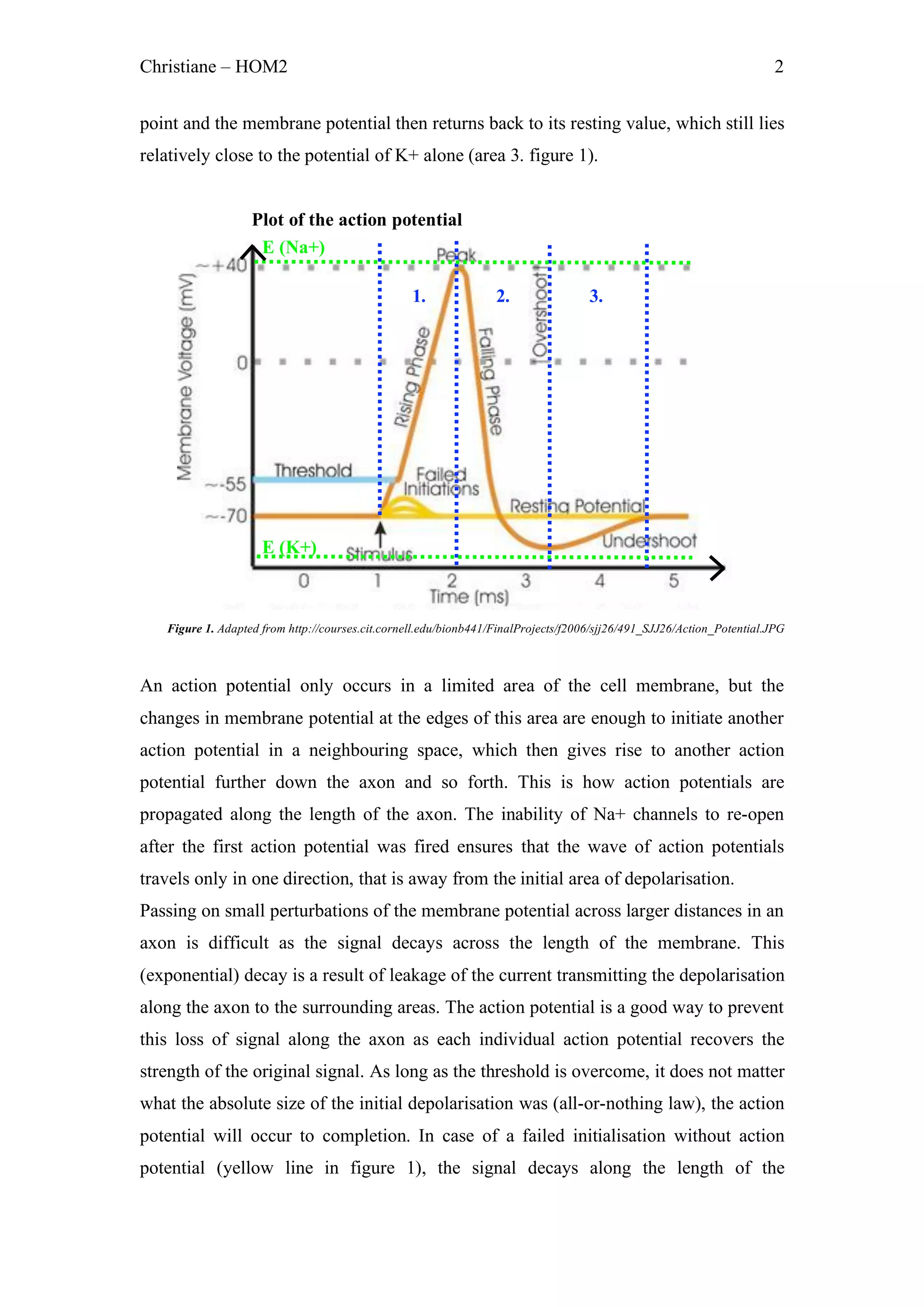 The propagation of action potentials along the axon. | PDF