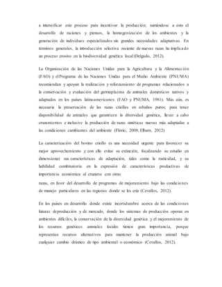 Crianza de bovinos criollos en el perú importancia del vacuno criollo ...