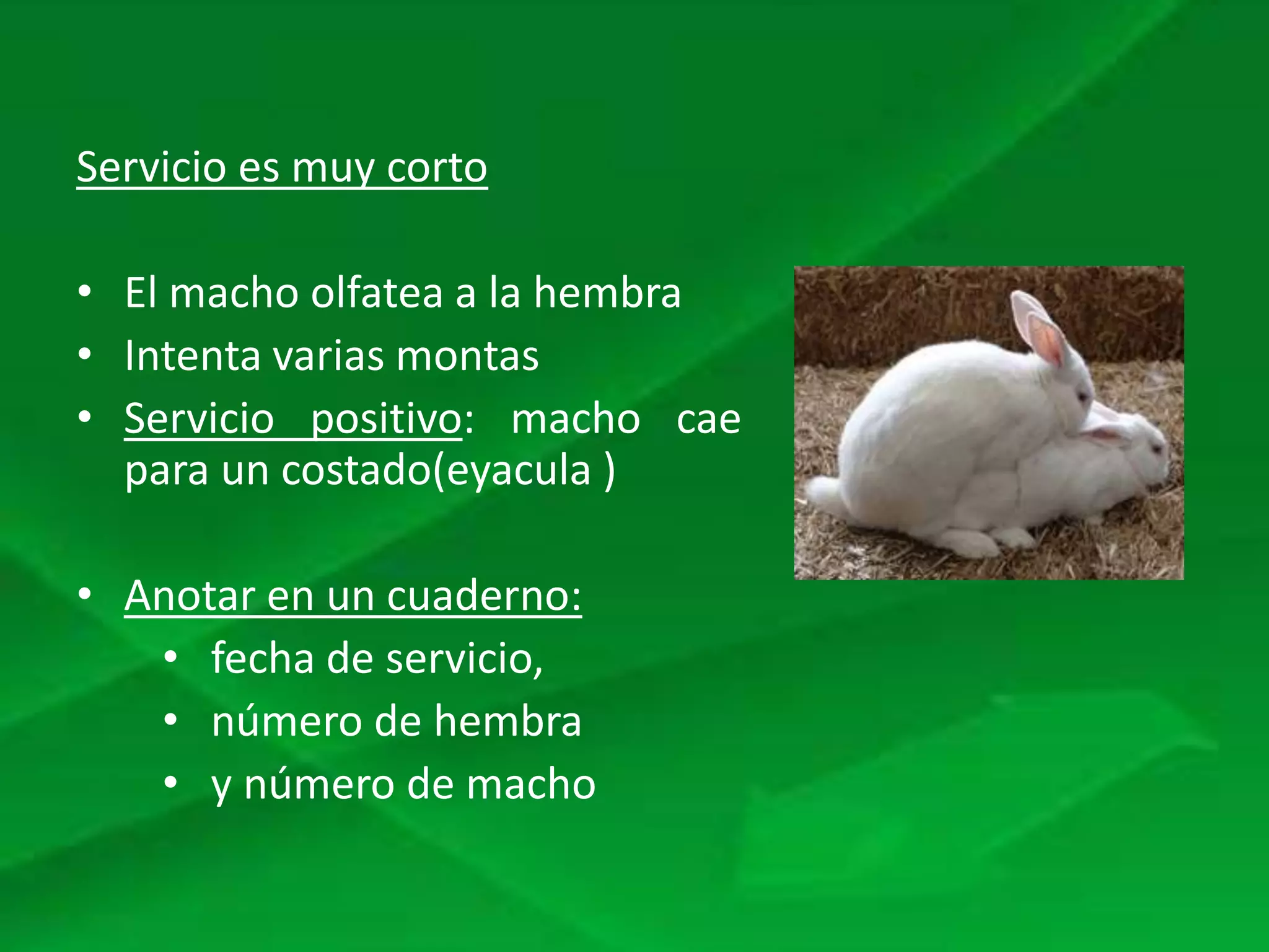 Crianza de conejos, aspectos reproductivos, instalaciones, manejo ...