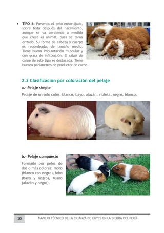 Crianza de cuy del peru y para en mundo | PDF