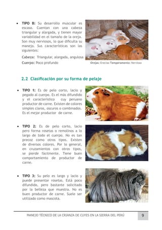 Crianza de cuy del peru y para en mundo | PDF