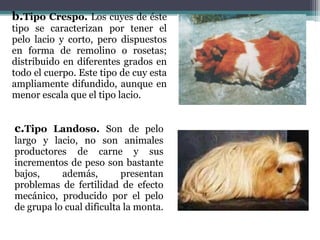 Crianza de cuyes elaborado por Viviana Sanchez | ODP