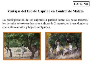 Crianza de malezas | PPTX