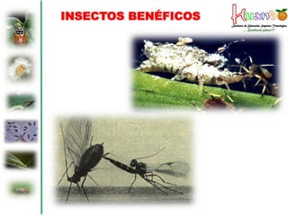 Crianza de Insectos Benéficos I | PDF