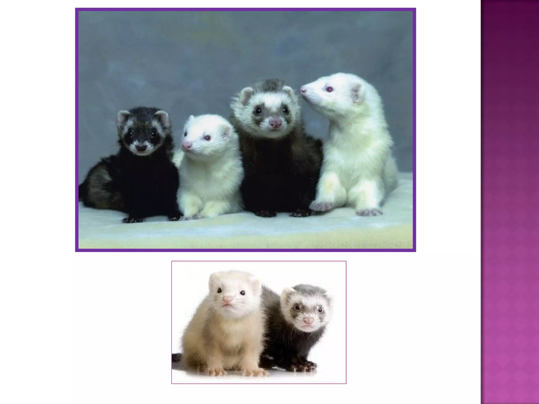 Cria y cuidado del huron | PPT