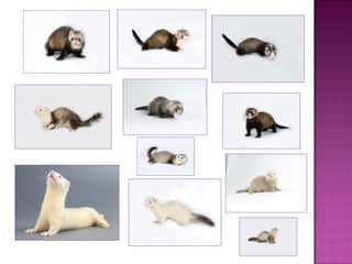 Cria y cuidado del huron | PPT