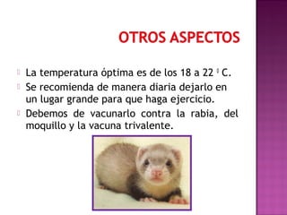 Cria y cuidado del huron | PPT