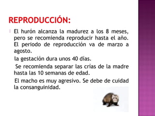 Cria y cuidado del huron | PPT