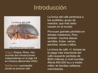 Experiencias en la cría y uso de parasitoides en Colombia para el ...