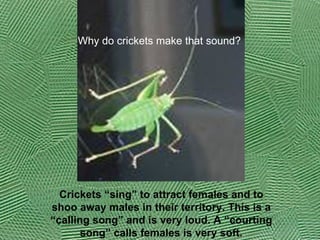 Crickets | PPT