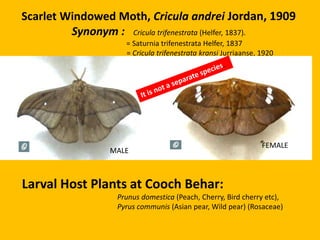 Cricula Silk Moth | PPTX