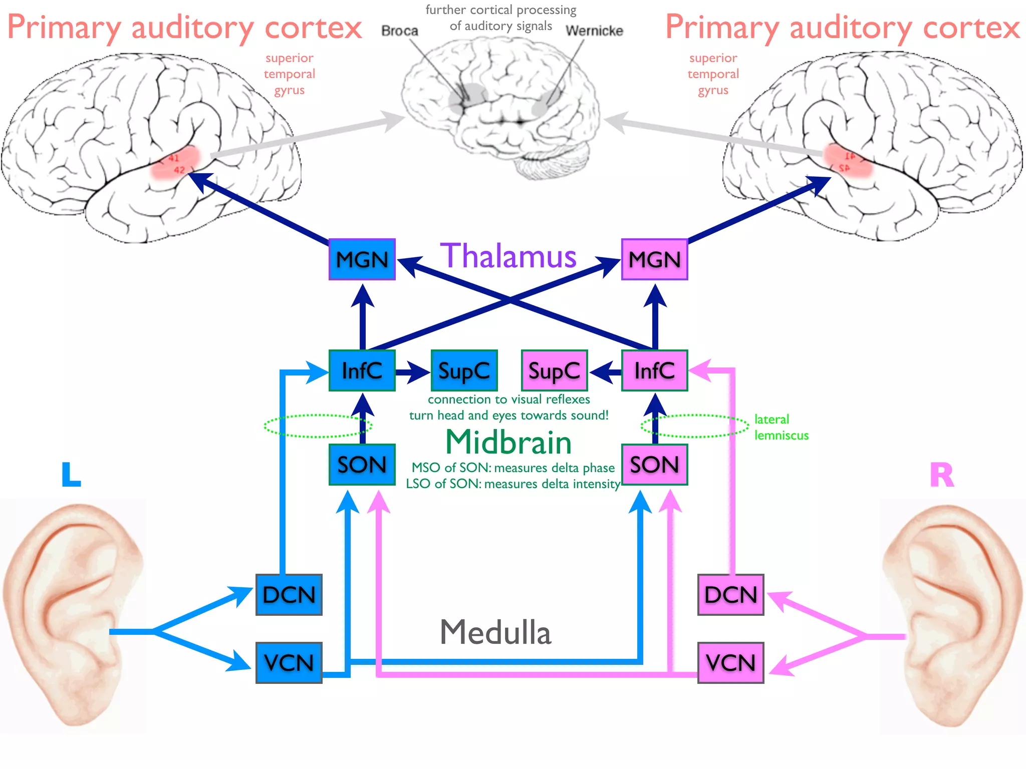 Overview of the auditory pathway | PDF