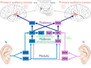 Auditory Pathway Flowchart