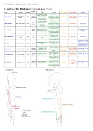 Lower Limb Muscles Nerve Supply
