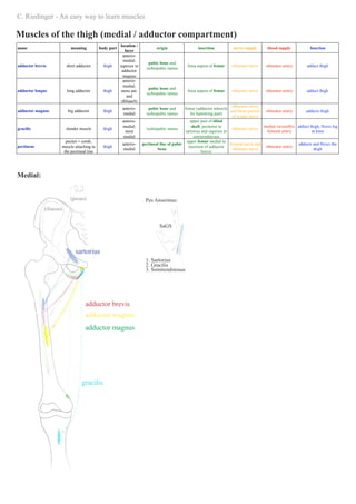 An easy way to learn lower limb muscles | PDF