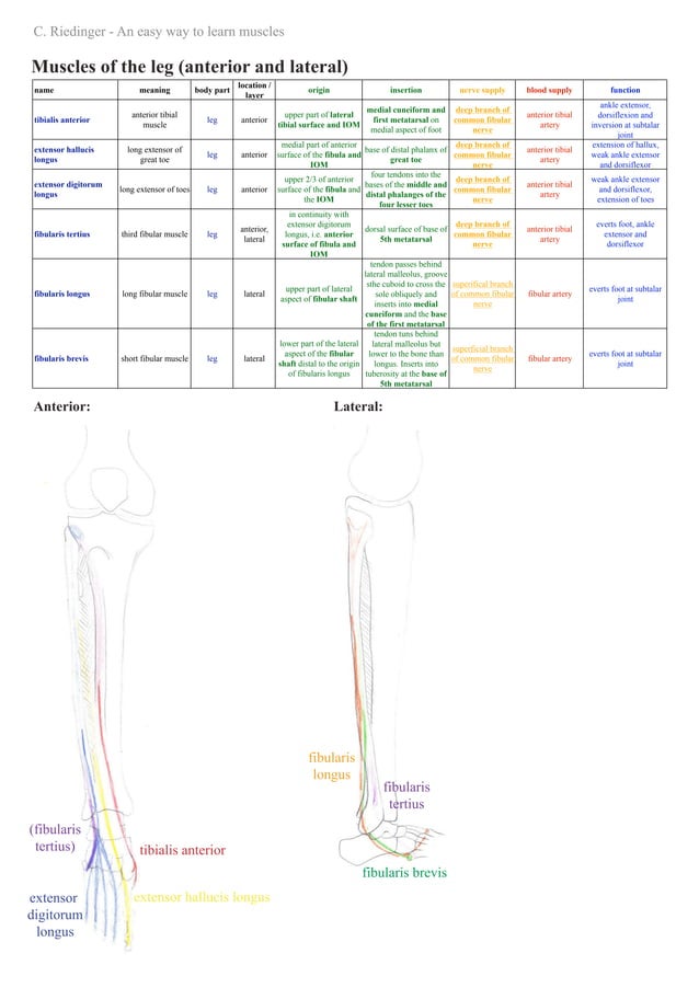 An easy way to learn lower limb muscles | PDF