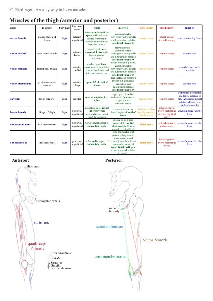 Back Muscle Innervation Chart Tongue Muscles Innervation YouTube Back Muscle Innervation Chart Tongue Muscles Innervation YouTube