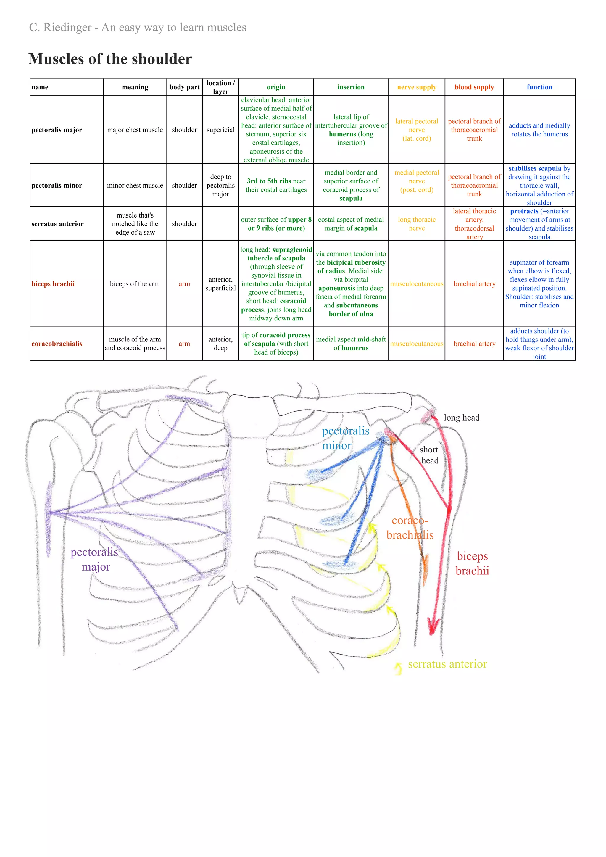 An easy way to learn shoulder muscles | PDF