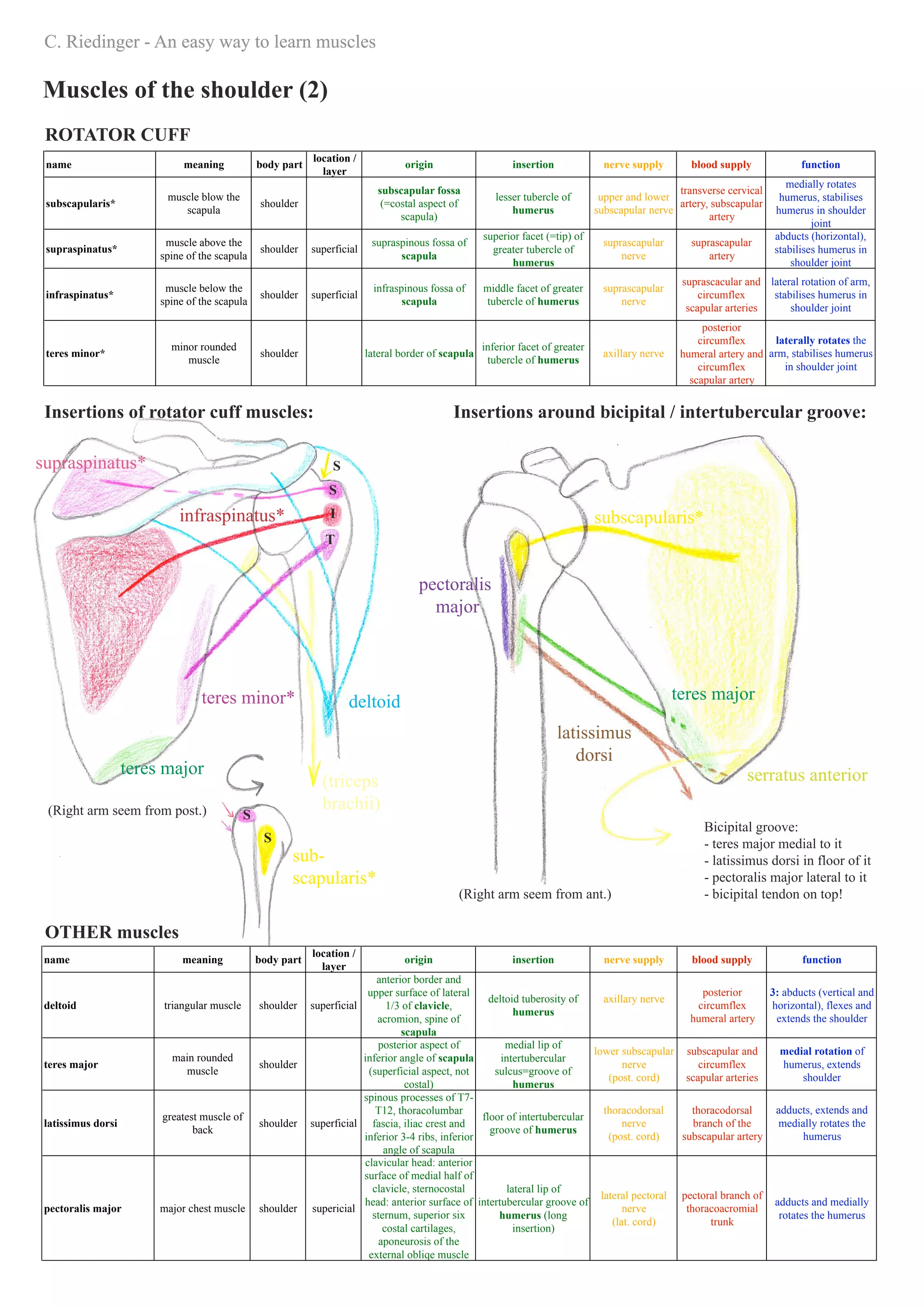 An easy way to learn shoulder muscles | PDF