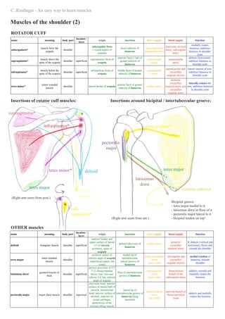 Shoulder Girdle Muscles Origin And Insertion