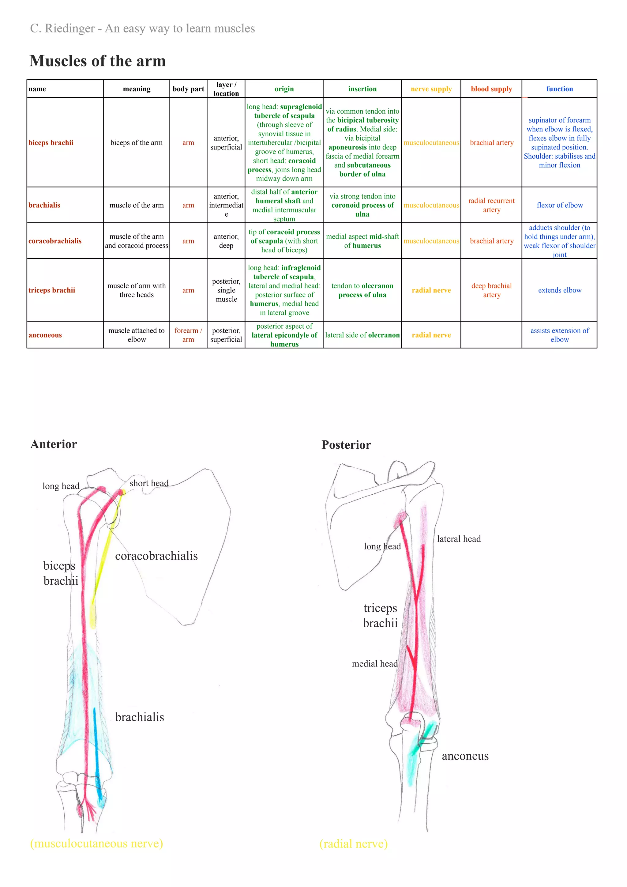 An easy way to learn upper limb muscles | PDF