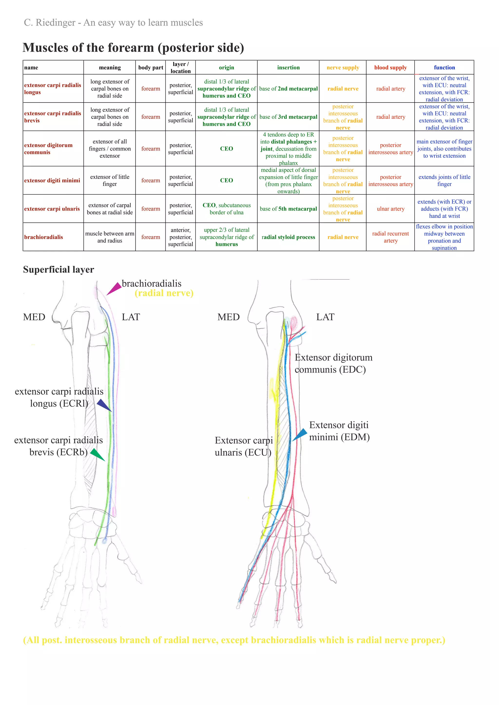 An easy way to learn upper limb muscles | PDF