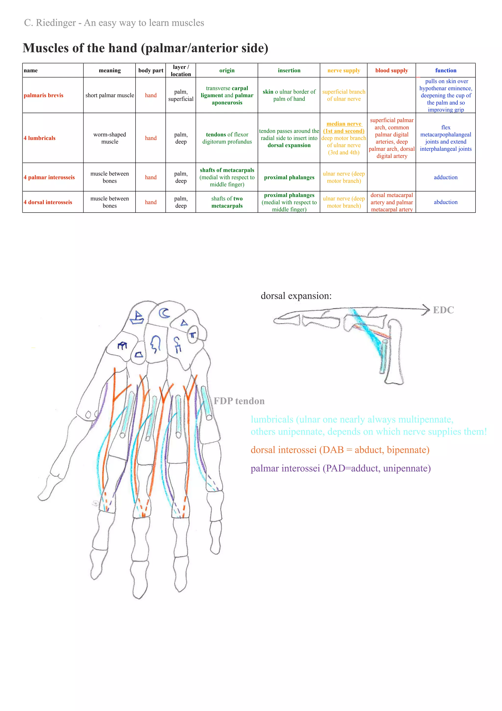 An easy way to learn upper limb muscles | PDF
