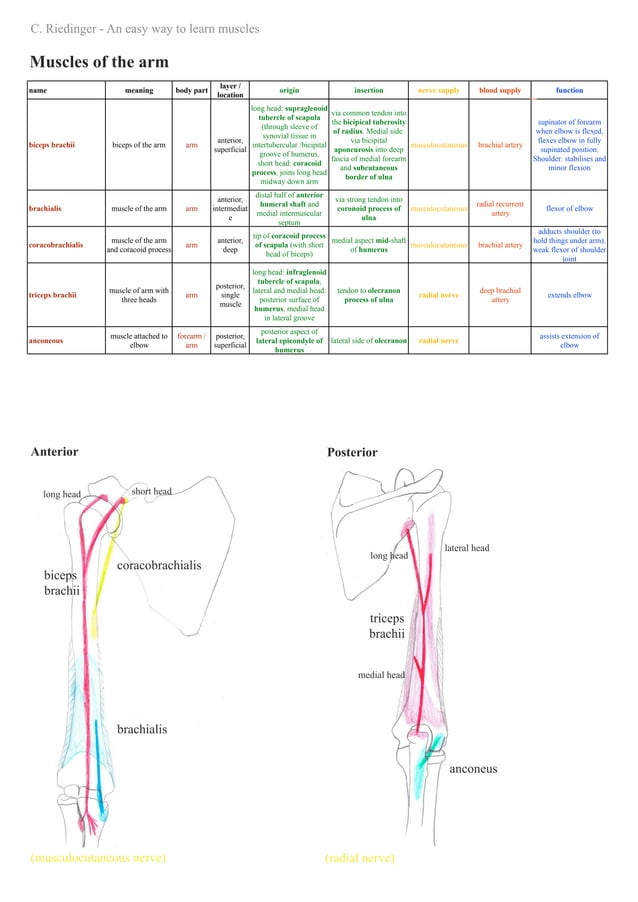 An easy way to learn upper limb muscles | PDF