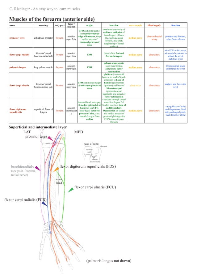 An easy way to learn upper limb muscles | PDF