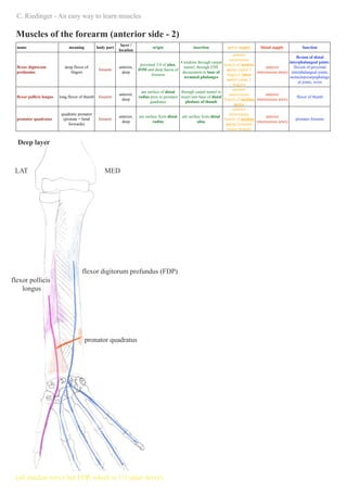 An easy way to learn upper limb muscles | PDF