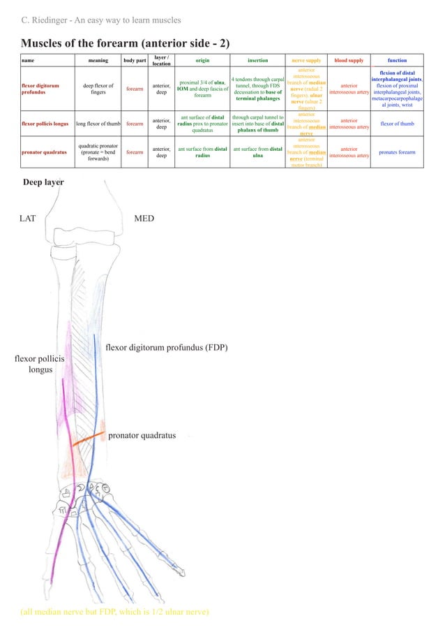An easy way to learn upper limb muscles | PDF