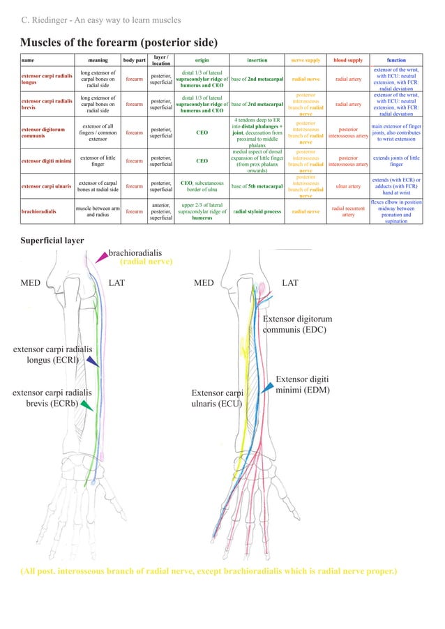 An easy way to learn upper limb muscles | PDF